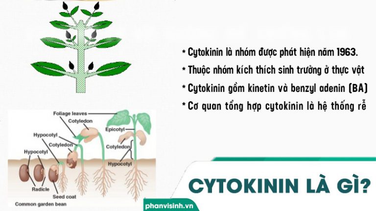 Cytokinin là gì? Cách sử dụng cytokinin trong nông nghiệp