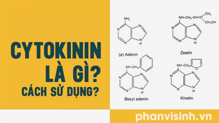 Cytokinin là gì? Cách sử dụng cytokinin trong nông nghiệp