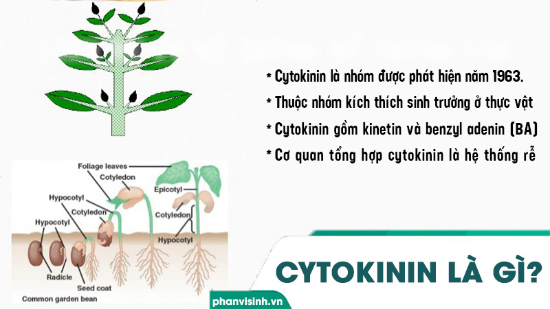 Cytokinin là gì? Cách sử dụng cytokinin trong nông nghiệp