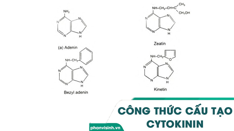 Cytokinin là gì? Cách sử dụng cytokinin trong nông nghiệp